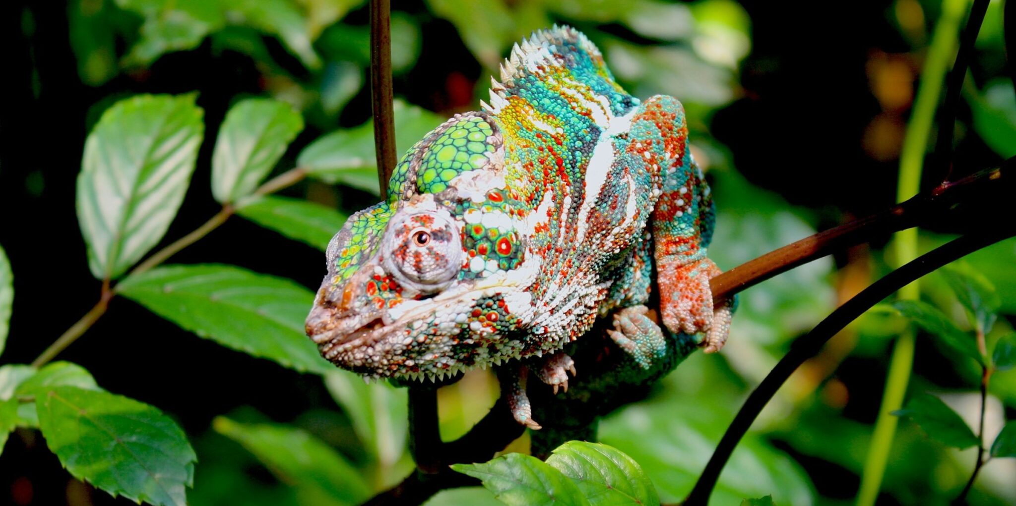 The theme for 2025 is...'Change and adapt'! - British Science Week